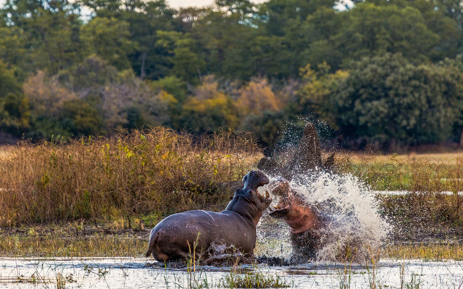 Malawi Safari, Lakeshore Retreat & Blue Zebra Island - The Adventure Office